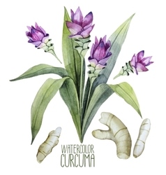 Curcuma root with slices cut Royalty Free Vector Image