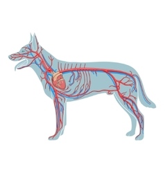 Arterial circulatory system of the dog Royalty Free Vector