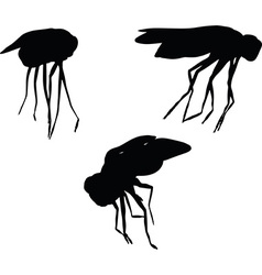 Bug fly silhouette Royalty Free Vector Image - VectorStock