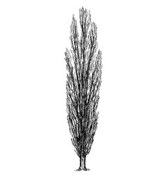 Hand-drawn tree poplar black and white realistic Vector Image