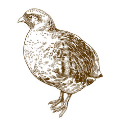 Partridge Vector Images (over 440)