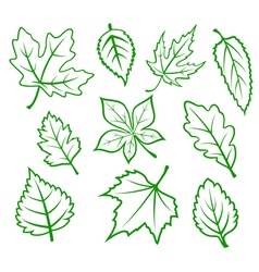 Macro green leaves Royalty Free Vector Image - VectorStock