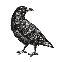 Raven side view hand drawing Royalty Free Vector Image