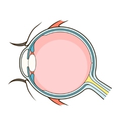 Realistic eye anatomy infographics Royalty Free Vector Image