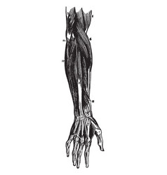 Forearm Vector Images (over 1,300)