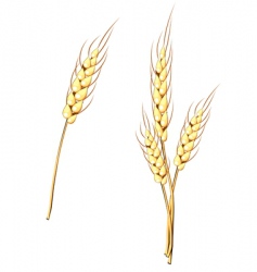 Wheat Seed Vector Images (over 14,000)