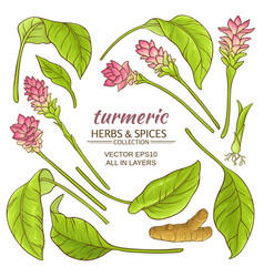 Turmeric tea Royalty Free Vector Image - VectorStock