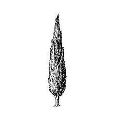 Cypress Tree Vector Images (over 3,200)