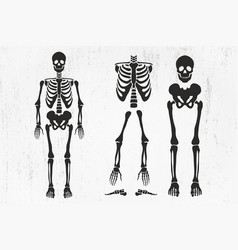 Skeleton torso svg svg parts Royalty Free Vector Image