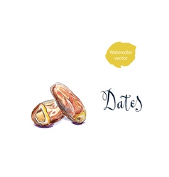 Watercolor hand drawn dates fruit painted sketch Vector Image