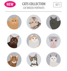 Cat breeds icon set flat style isolated on white Vector Image