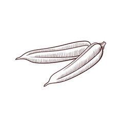 Okra hand draw sketch vegetable Royalty Free Vector Image