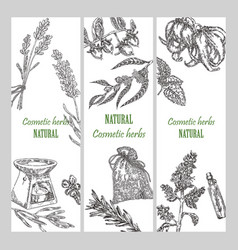 Hand drawn cosmetic herbs botanical banner set Vector Image