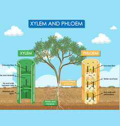 Diagram showing stem structure a plant Royalty Free Vector