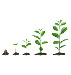 Tree grow plant growth from seed to sapling Vector Image Tree grow plant growth from seed to sapling Vector Image