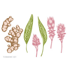Set turmeric or curcuma plant parts engraving Vector Image