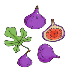 Figs Vector Images (over 3,400)