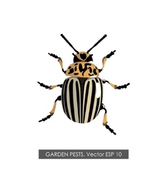 Potato beetle insect cartoon Royalty Free Vector Image