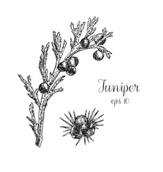 Juniper Berries Vector Images (over 830)