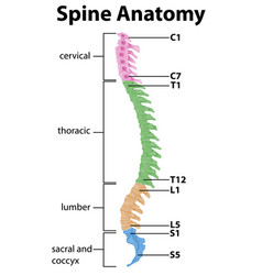 Anatomy spine or spinal curves infographic Vector Image