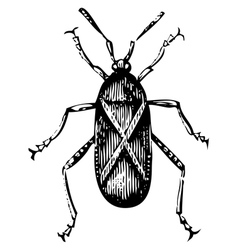 Squashed Bugs Vector Images (30)