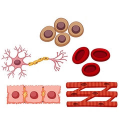 Platelet thrombocyte blood cell Royalty Free Vector Image