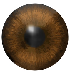Eye iris texture Royalty Free Vector Image - VectorStock