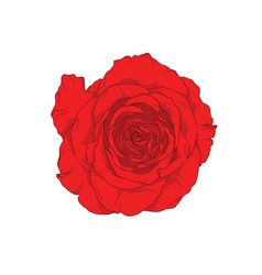 Image red rose isolated on white background Vector Image