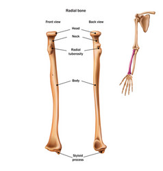 Snn tibia bone with name and description Vector Image