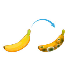 Inedible decomposed banana with mould Royalty Free Vector