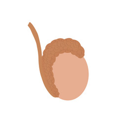 Testicles Vector Images (over 1,200)