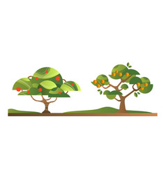 Different fruit trees sorts with names set garden Vector Image