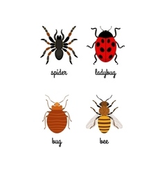Crawling insects set - ant spider beetle Vector Image