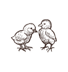 Two cute chickens Royalty Free Vector Image - VectorStock