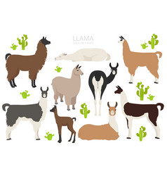 Camel llama guanaco alpaca breeds infographic Vector Image