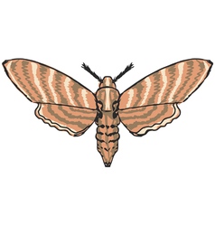 Moth Royalty Free Vector Image - VectorStock