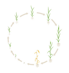 Barley growth stages with one stem hordeum Vector Image