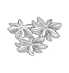Anise or aniseed hand drawn on white background Vector Image