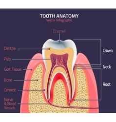 Detailed human tooth anatomy infographic chart Vector Image
