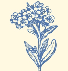 Forget Me not Vector Images (over 1,700)