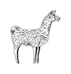 Llama with a blanket Royalty Free Vector Image