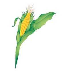 Corn Royalty Free Vector Image - VectorStock