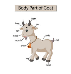 Diagram showing body part lion Royalty Free Vector Image