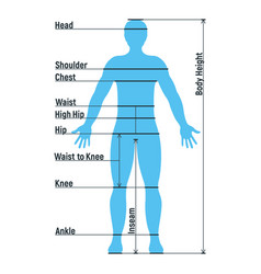 Male size chart anatomy human character people Vector Image