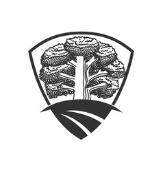 Oak Shield Tree Vector Images (over 210)
