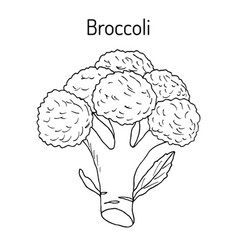 Broccoli plant life cycle growing stages set Vector Image