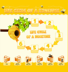Science honey bee life cycle Royalty Free Vector Image