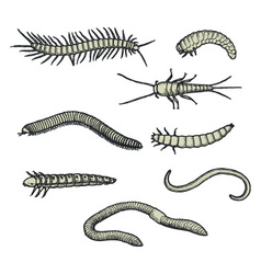 Apple worm Royalty Free Vector Image - VectorStock