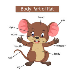 Diagram showing body part beaver Royalty Free Vector Image