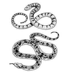 Set viper snake serpent cobra and python Vector Image
